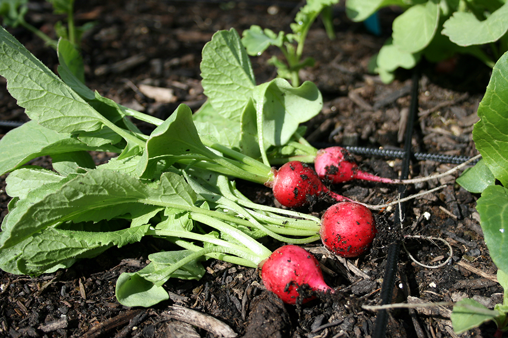 Haven - www.evafrank.dk