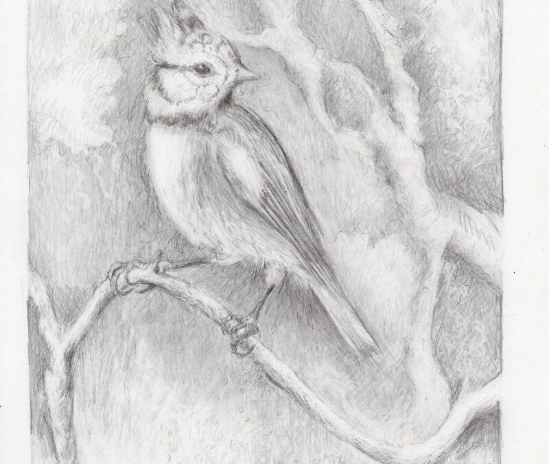 eva-frank-tegning-2019-topmejse2 - www.evafrank.dk